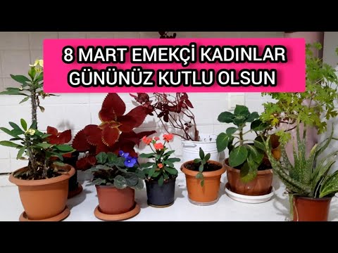 8 MART DÜNYA KADINLAR GÜNÜNÜZ KUTLU OLSUN. 8 Mart Dünya Kadınlar Gününün Hüzünlü Geçmişi.