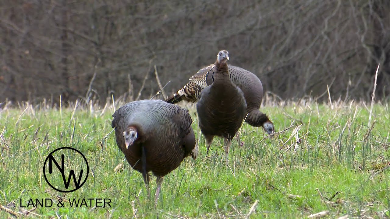 Boss Hen - Raspy Yelp/Cutting - YouTube