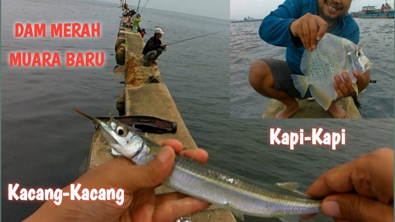 Mancing Ikan Kacang-Kacang&Kapi-Kapi‼️Di Dam Merah Muara Baru Jakarta ...