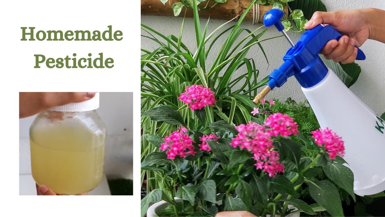 Homemade powerful pesticide to control all types of garden pests | 3G ...