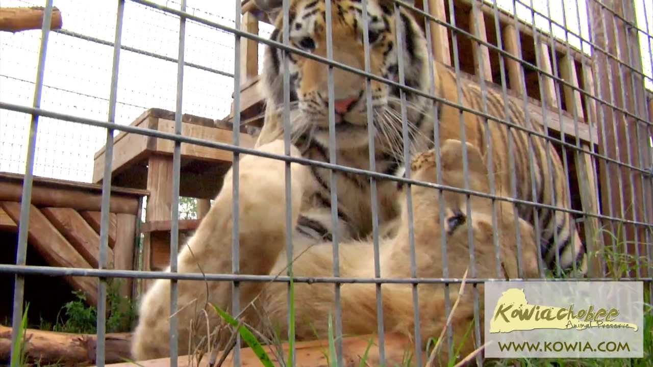 Czar and Shaumbay at Kowiachobee Animal Preserve - YouTube