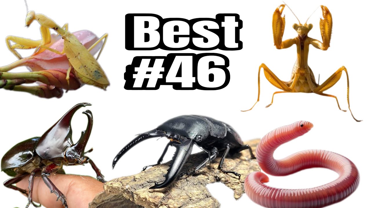 insects all around us - YouTube