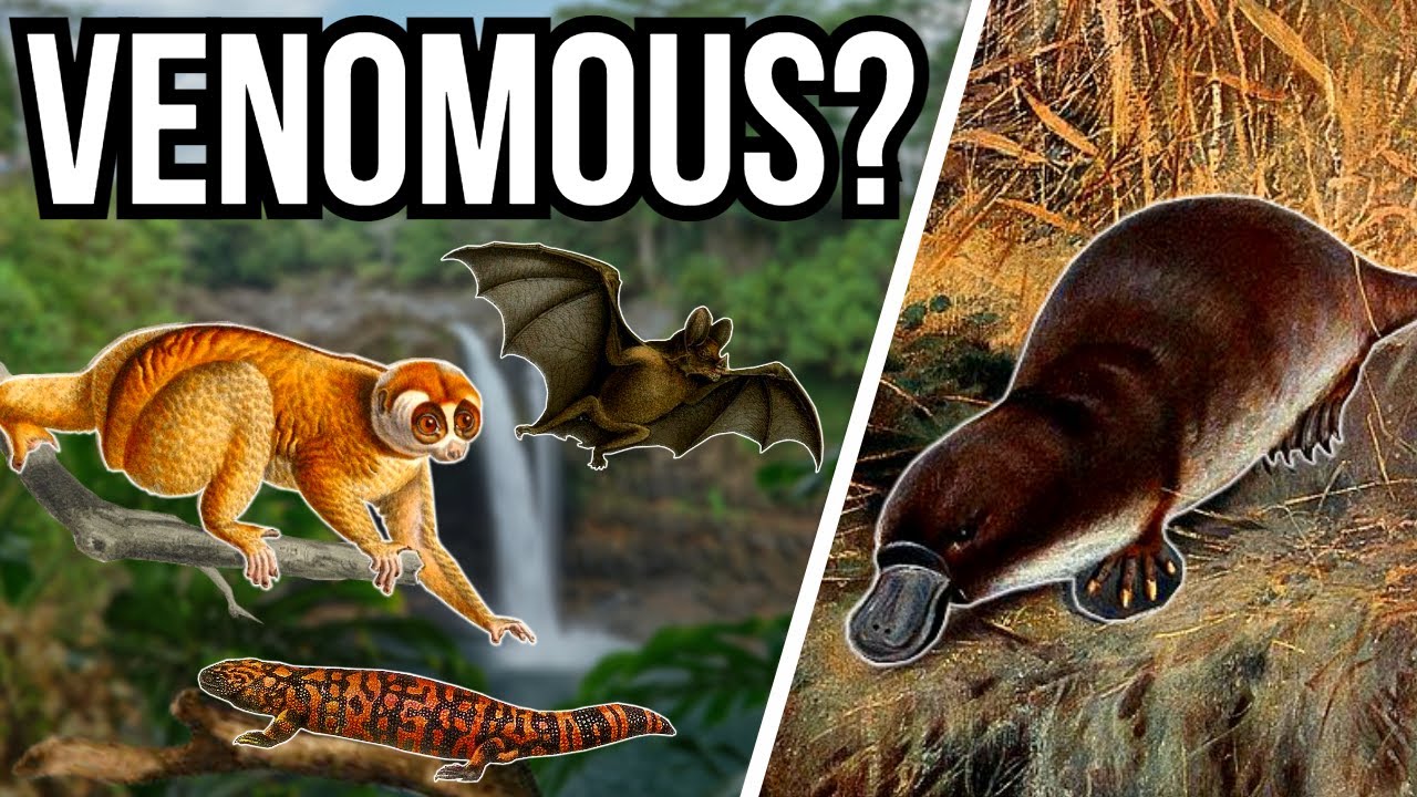 5 Surprisingly Venomous Animals - YouTube