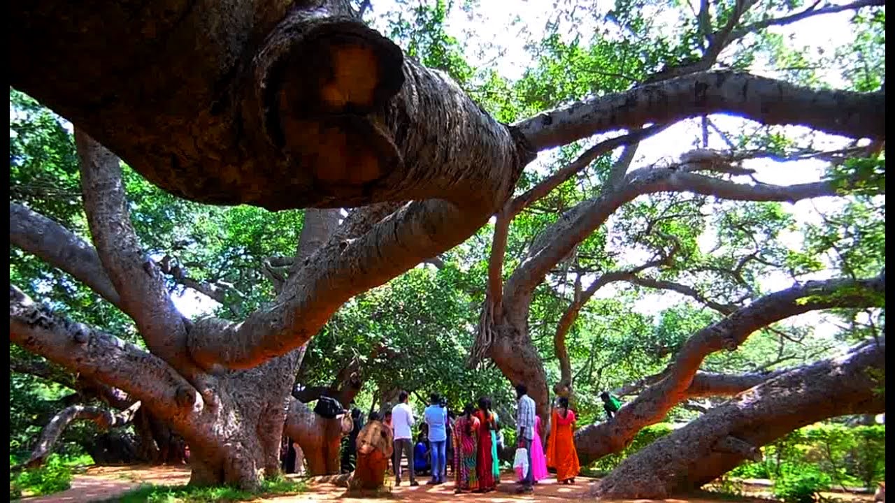 Pillalamarri, Zoo Park, Museum, Shiva Temple in Mahabubnagar | HD Video ...