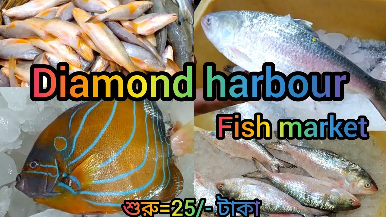 Diamond harbour fish market | Indian fish market | fish price update ...