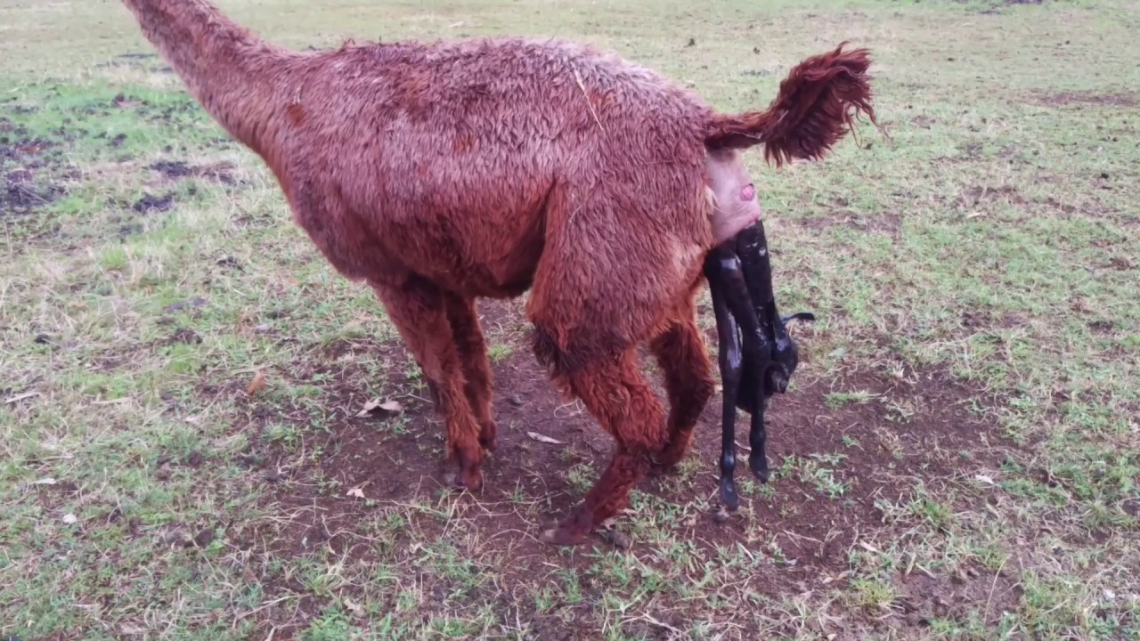 Alpaca cria birth - Boolaroo Frodo - YouTube