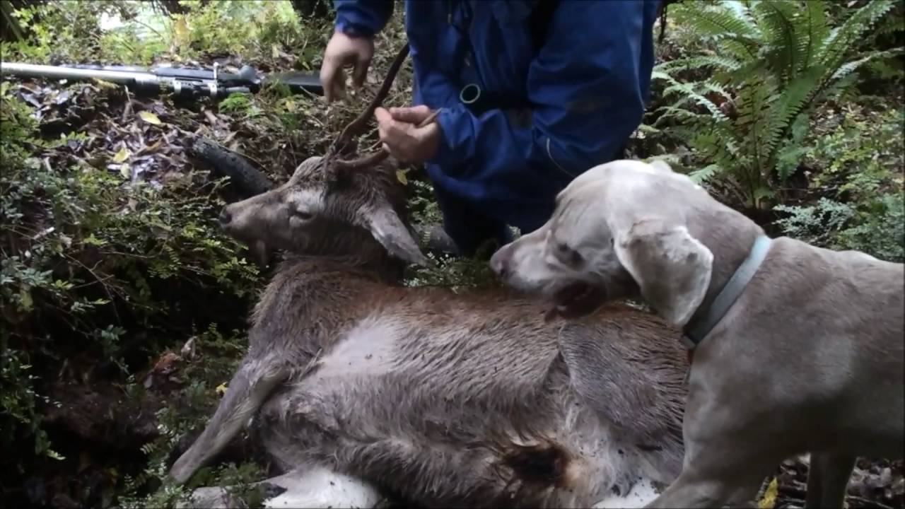 3 Red Stags Shot: Roar hunting trip: Ureweras - YouTube