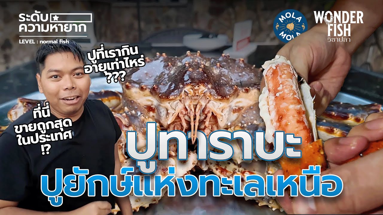 รู้จักกับ "ทาราบะ" ปูยักษ์แห่งทะเลเหนือ #wonderfish #วิชาปลา - YouTube