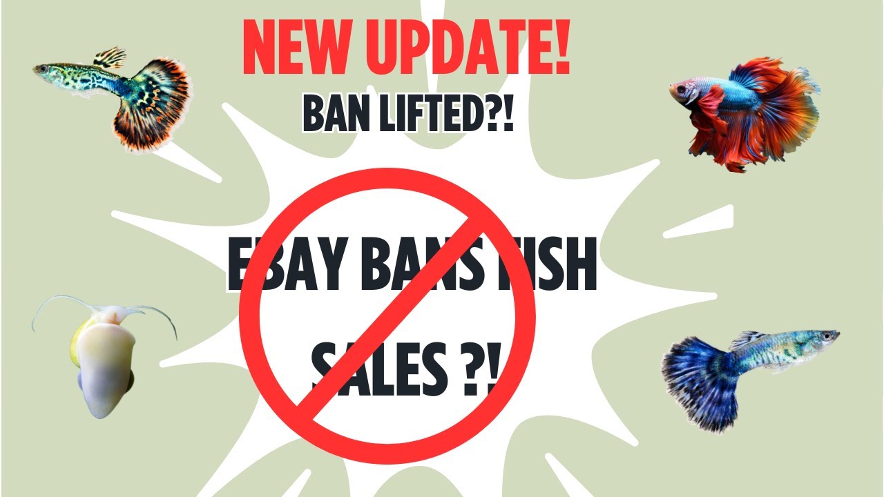 BREAKING NEWS: eBay Reverses Live Fish Ban! Big News for Sellers ...