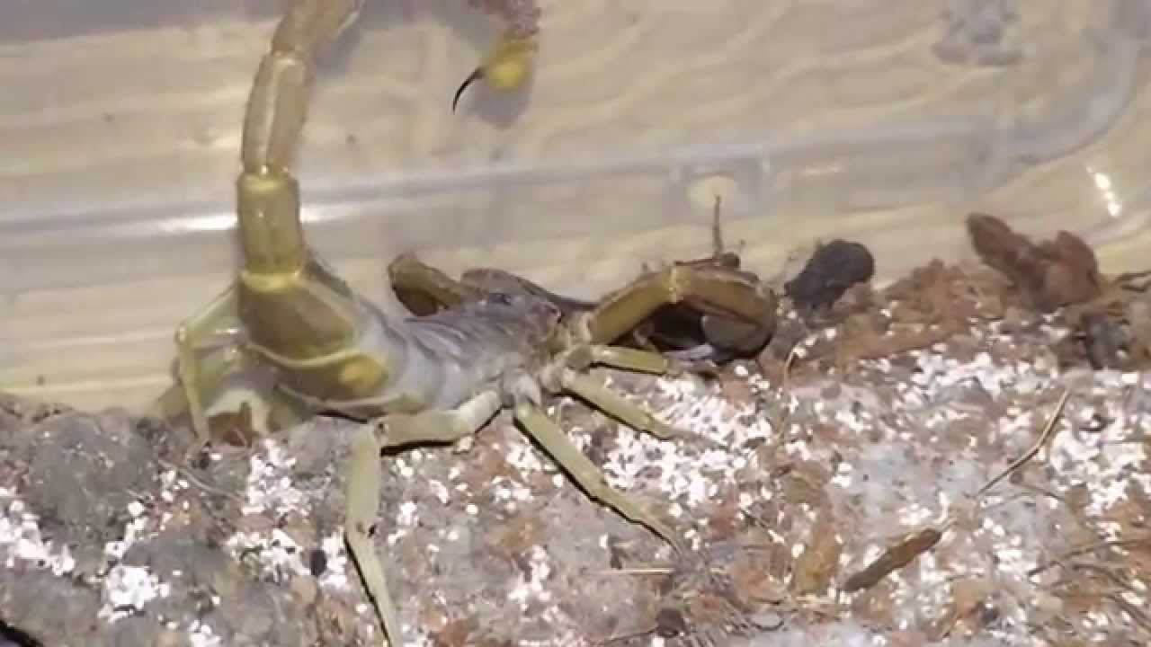 Scorpion Feeding Video 11 - YouTube