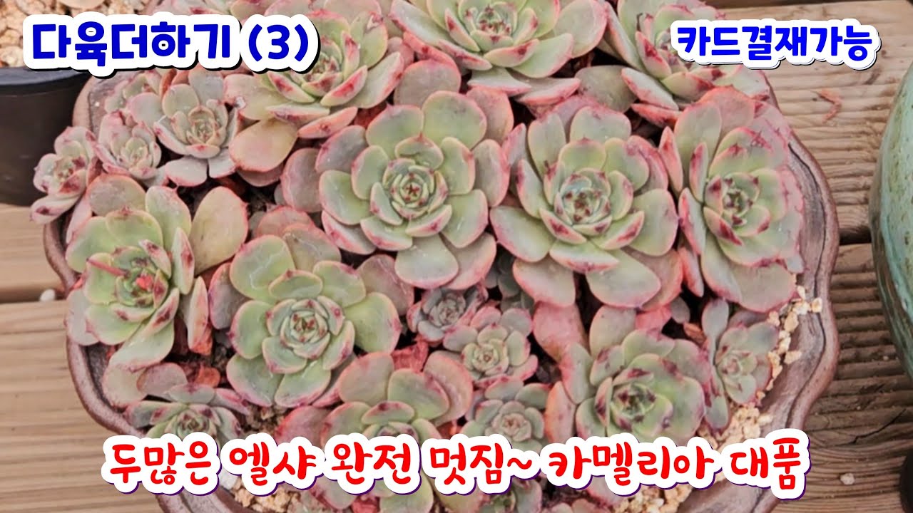 다육더하기 3 멋진 대품 다육이 핑크여왕 핑크프린스 화이트팜 라피네 엘샤 맥시코로즈 Youtube