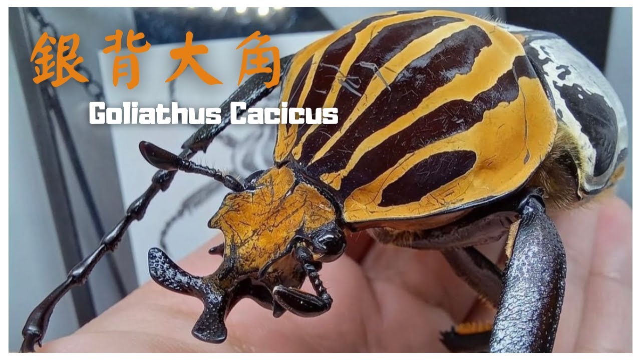 GOLIATHUS CACICUS STILL EXIST!! They are in Hong Kong | 銀背大角金龜活體 ...