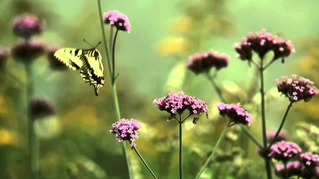 ETONNANTS PAPILLONS D'EUROPE BANDE ANNONCE - YouTube