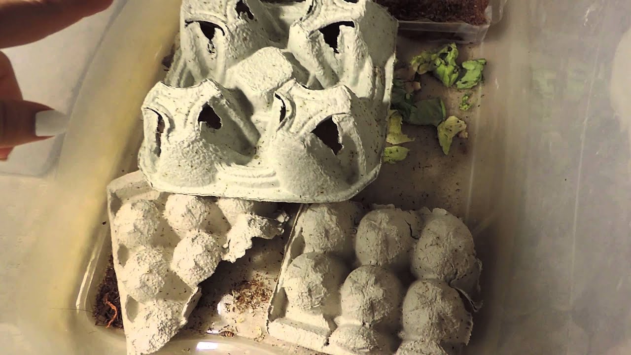 How to set up and breed crickets! - YouTube