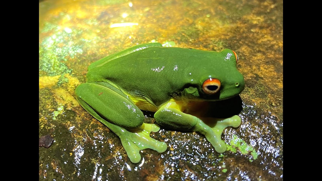Frogs mating in the rain at Lamington National Park - YouTube