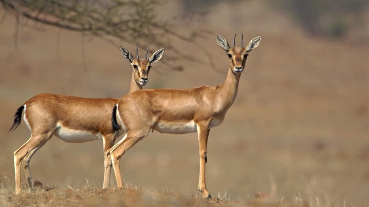 चिंकारा / Chinkara / /Wildlife/ Forest/ - YouTube