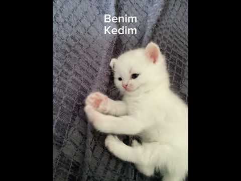 Benim Kedim - Yıldızların Altında (Ai Cover) - YouTube