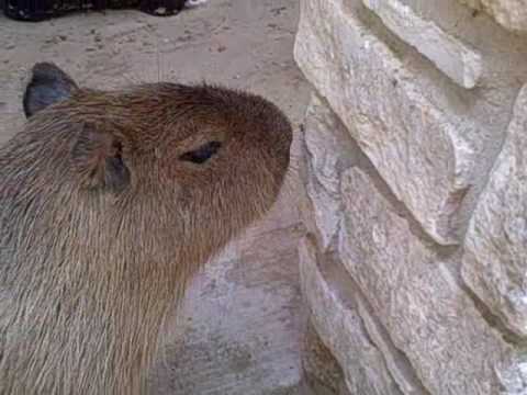 Caplin Rous: The Thirsty Capybara - YouTube