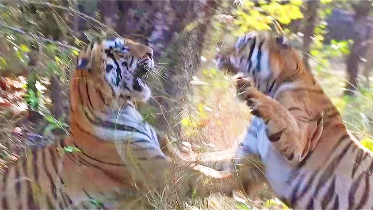 Unforgettable Wildlife Moment: Tiger Fight on Tadoba Safari - YouTube