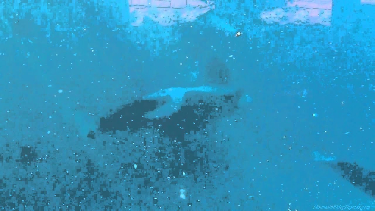 Killer Whale Viewing Pool showing Nakai SeaWorld San Diego March 2012 ...