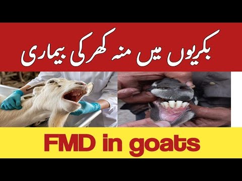 FMD in goats | diagnosis and treatment of FMD in goats | Bakryo ma mou ...