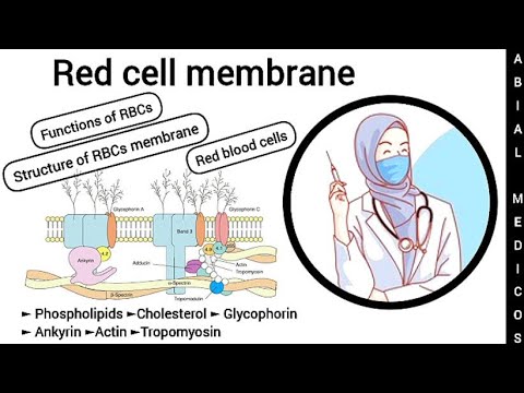 Red cell membrane structure | Red blood cells | Functions of RBCs ...