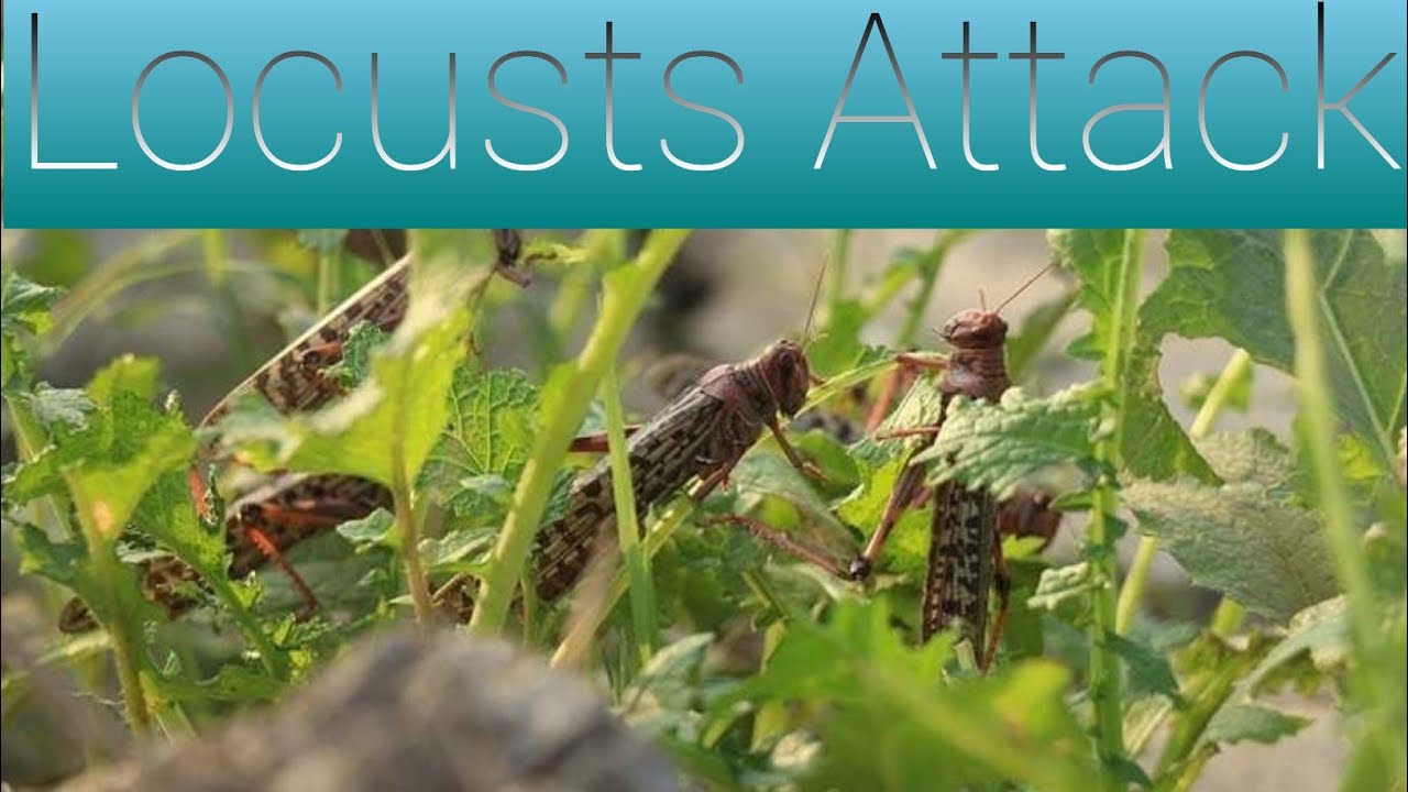 Locusts Attack - YouTube