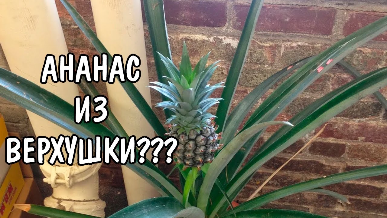 ВЫРАСТИТЬ АНАНАС В ДОМАШНИХ УСЛОВИЯХ ??? - YouTube