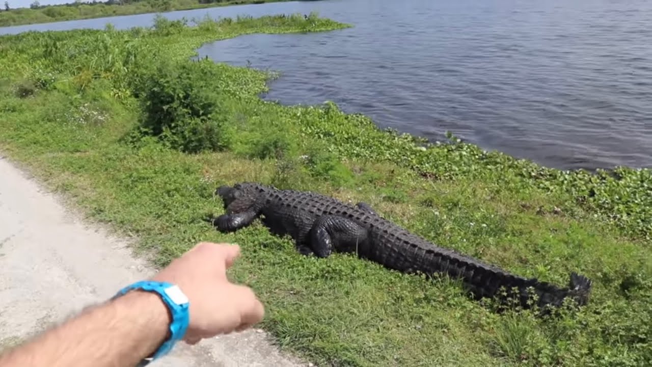 World’s Largest Alligator! Lakeland, Florida - My Search For “GODZILLA ...