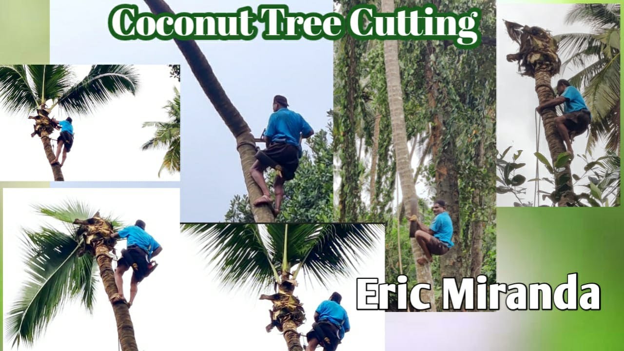 Coconut Tree cutting - YouTube