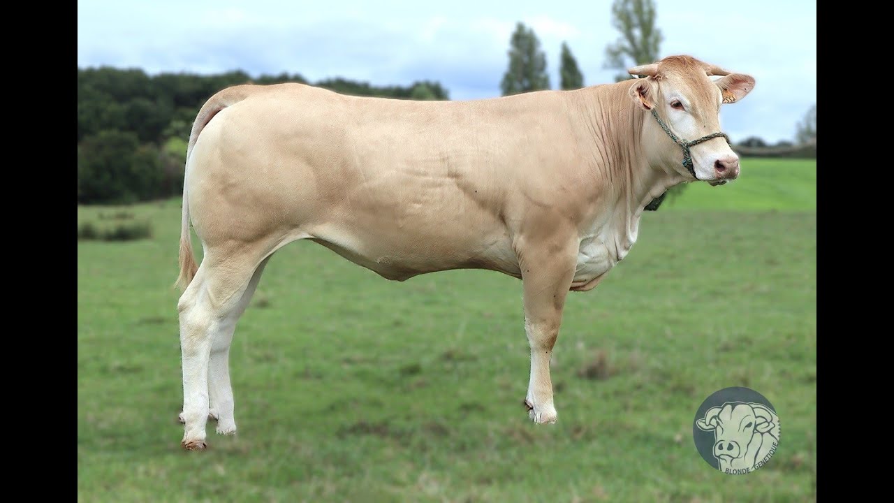 F4 - UGUNE - YouTube