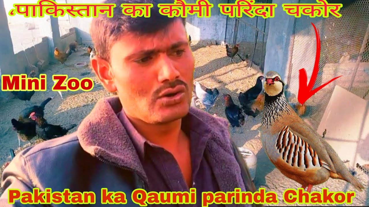 Pakistan Ka Qaumi parinda Chakor.Mini Zoo Tamam qisam k Parendy|⁠|# ...