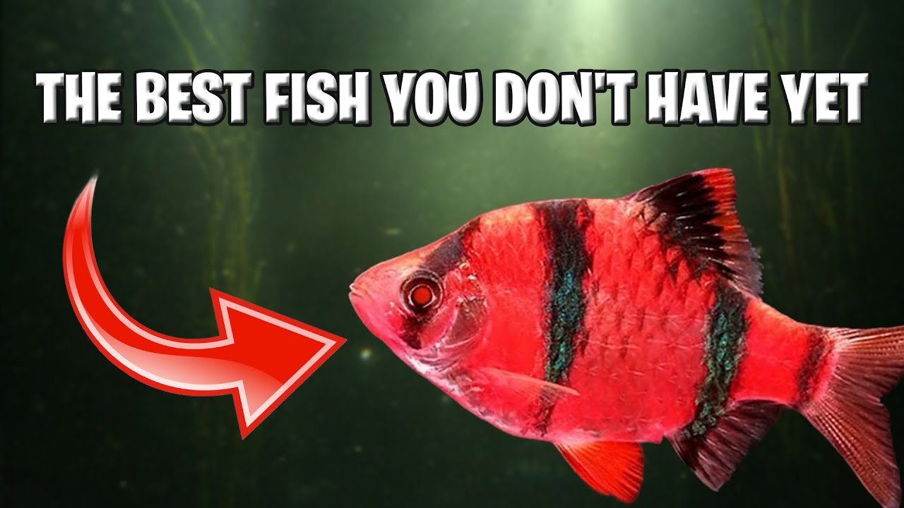 Here are 5 reasons to have Red Glofish Tiger Barbs (Sumatran Barbs) in ...