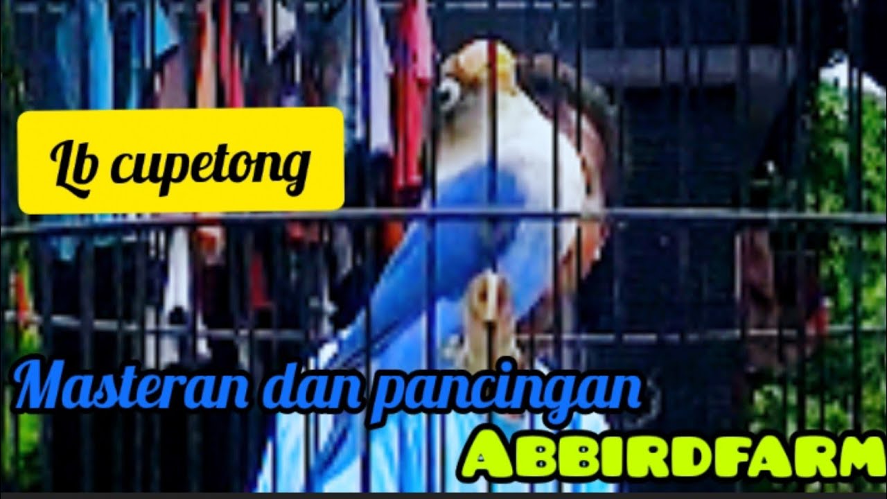 Proses Konslet lovebird Jantan Cupetong : bisa buat masteran - YouTube