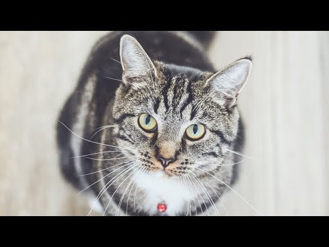 Pop Cats Show 2017 Miami, FL - YouTube