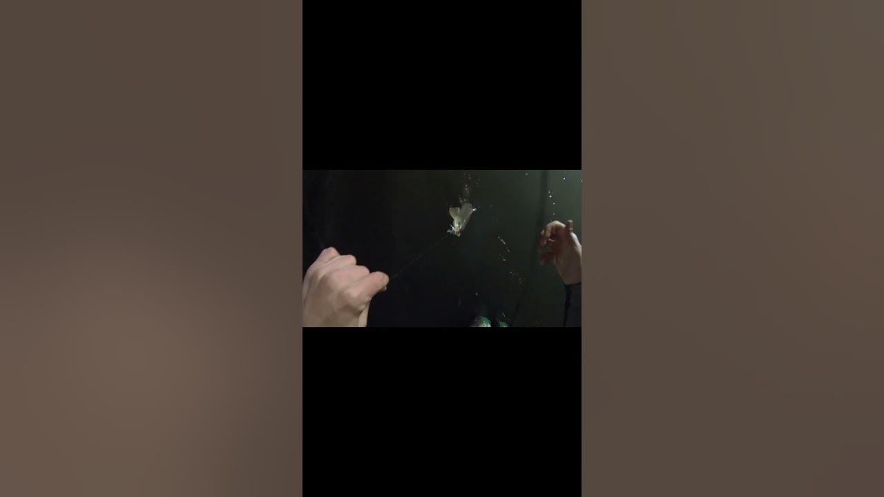 Duo bivi=barbo #fishing #lightfishing #fishingvideo#barbelfishing - YouTube