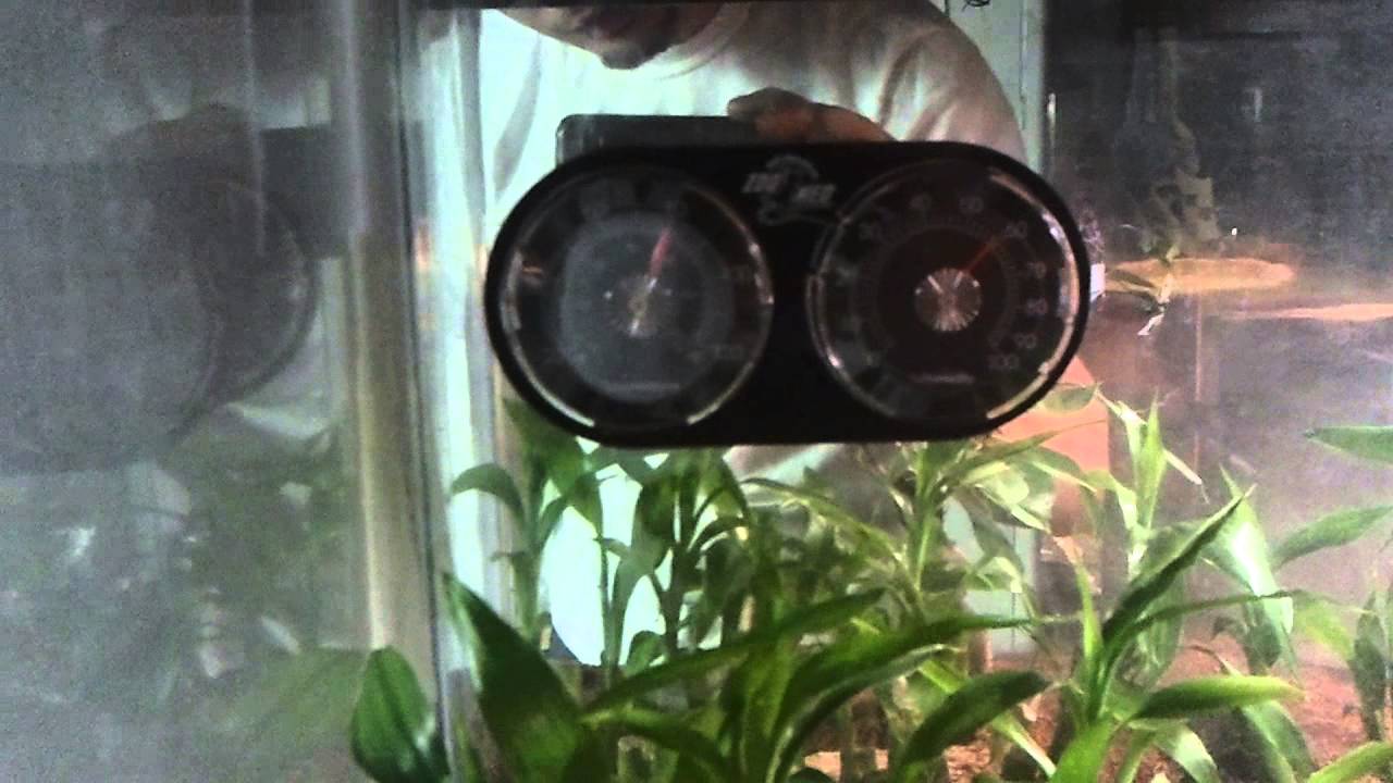 boa constrictor/ tank setup - YouTube