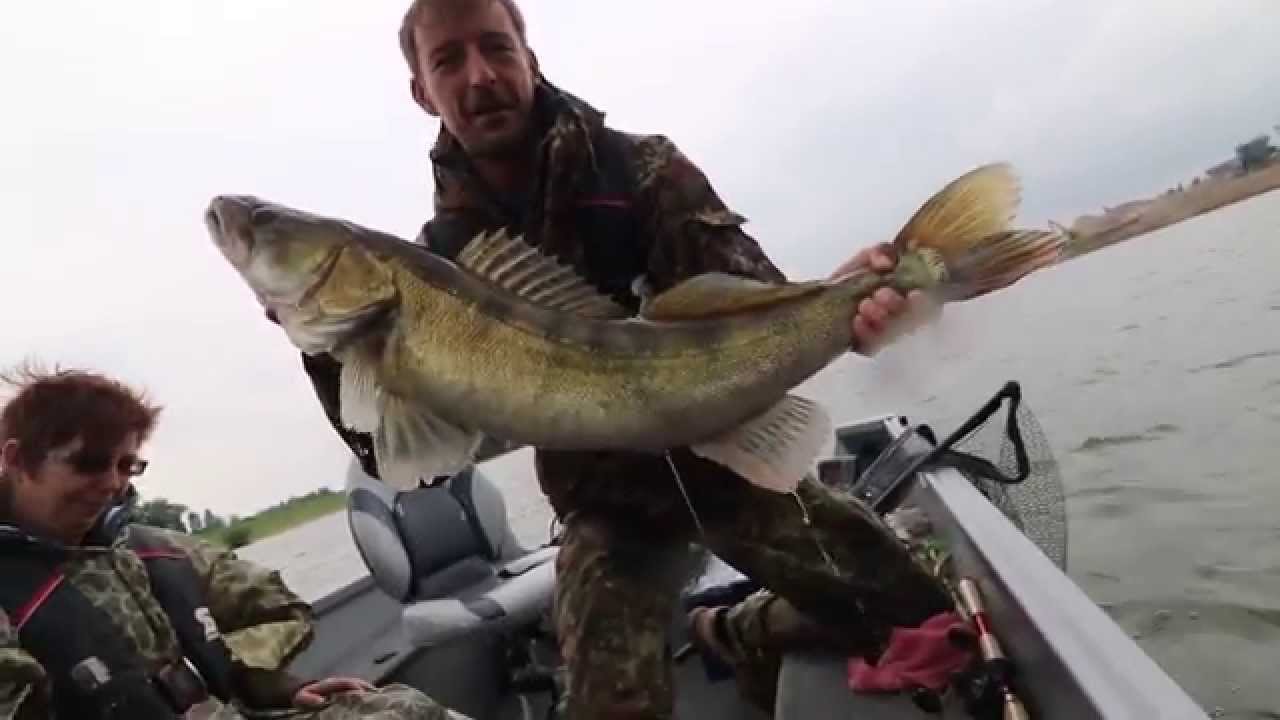 Unfassbar! 93cm Zander auf Grundel am Drop-Shot Rig! - YouTube