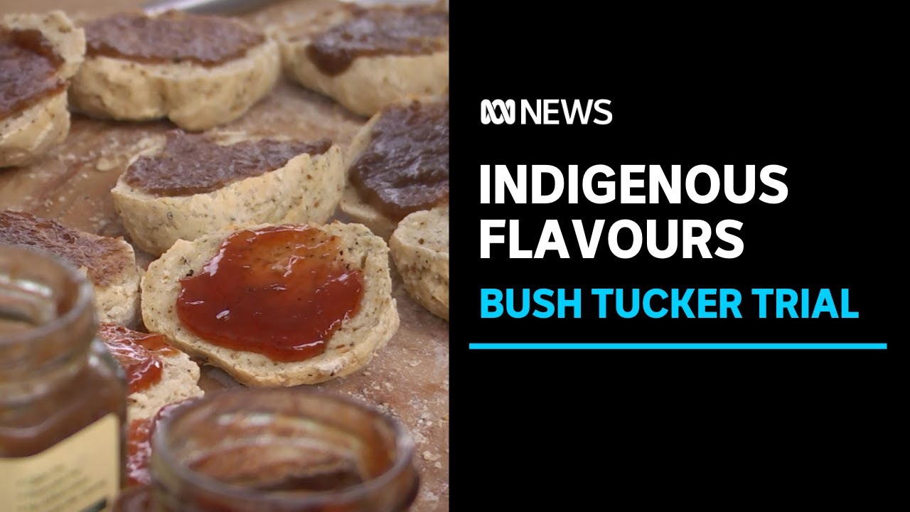 Indigenous chefs urging more people to use bush ingredients | ABC News ...