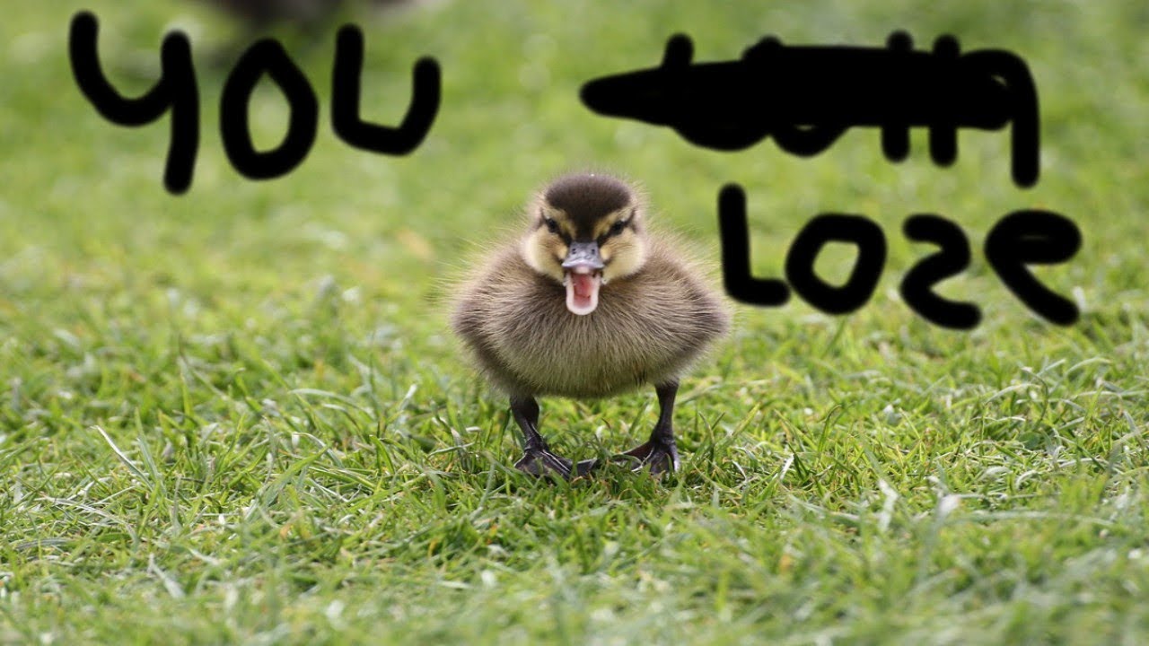 duck sim 2 glitched wr lost to rng ): - YouTube