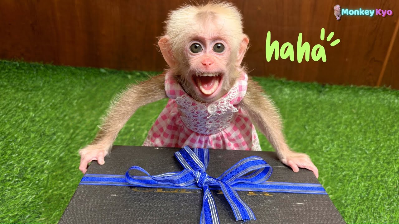 Surprise! Monkey baby Kyo's strange, unprecedented cry after opening ...