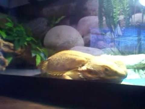 Bearded Dragon push-ups - YouTube