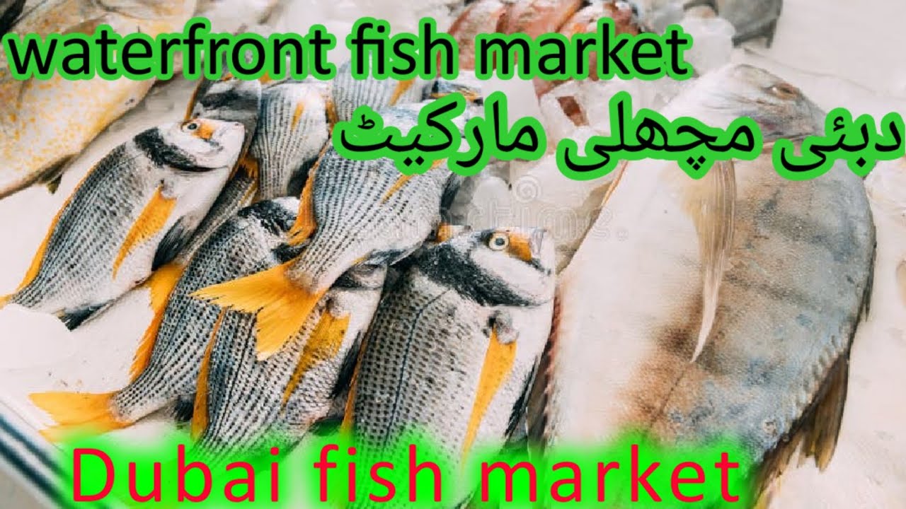 waterfront fish market dubai #fish #fishingvideo #lobster #food # ...