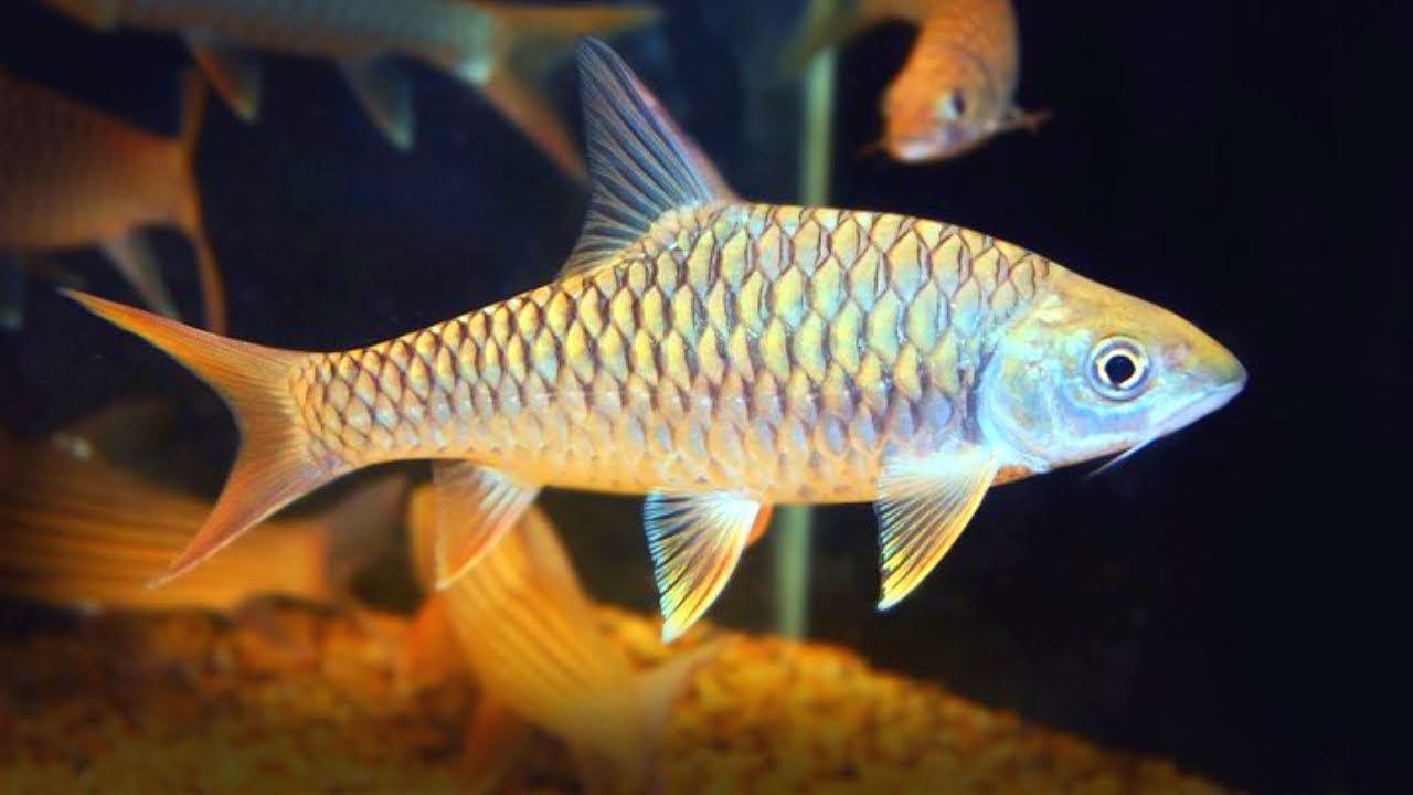 Masheer Fish (Ikan Dewa) - YouTube