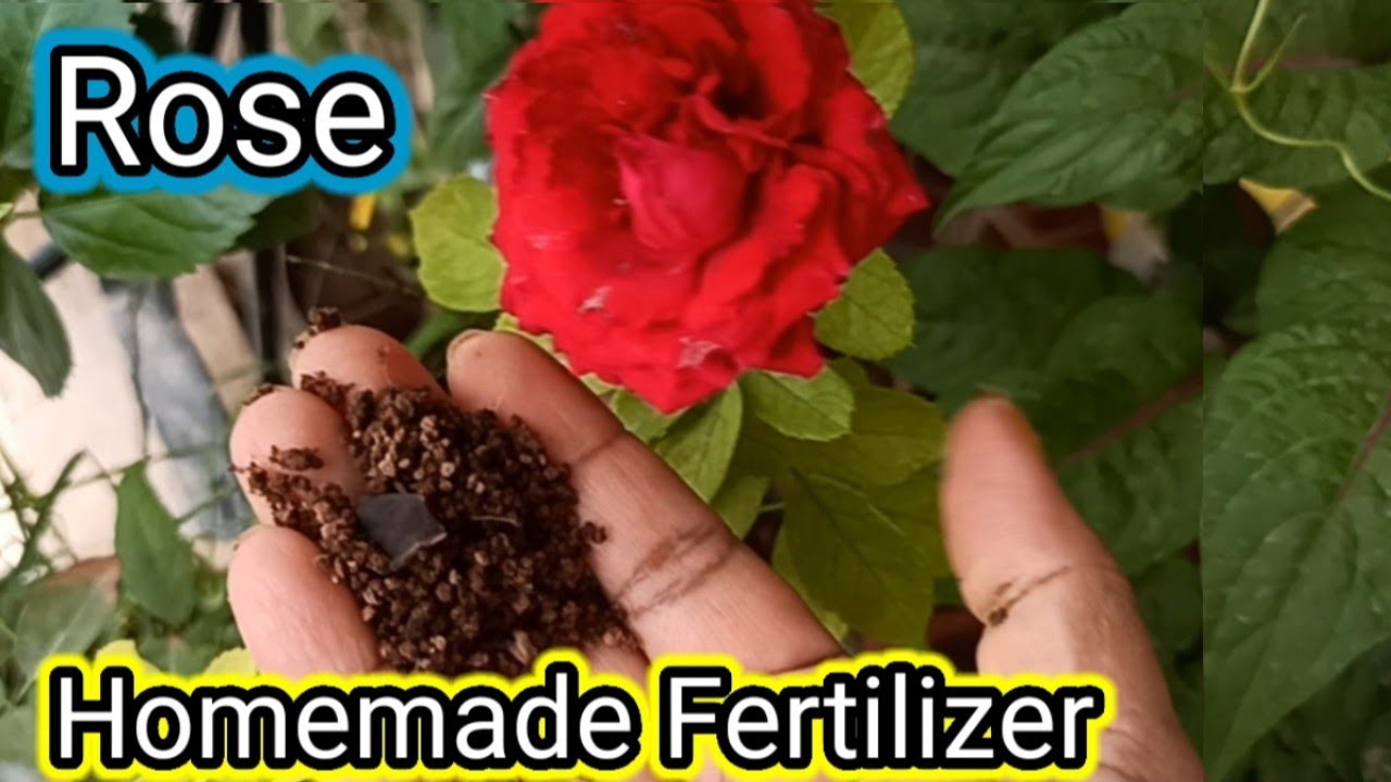 🔴 Homemade fertilizer for Rose flower | How to boost rose plant for ...