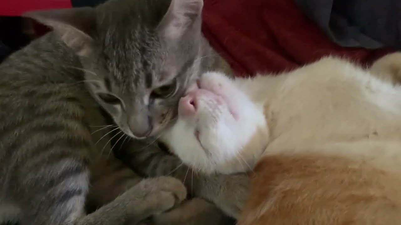 Cute kittens-lovely kittens-adorable. - YouTube