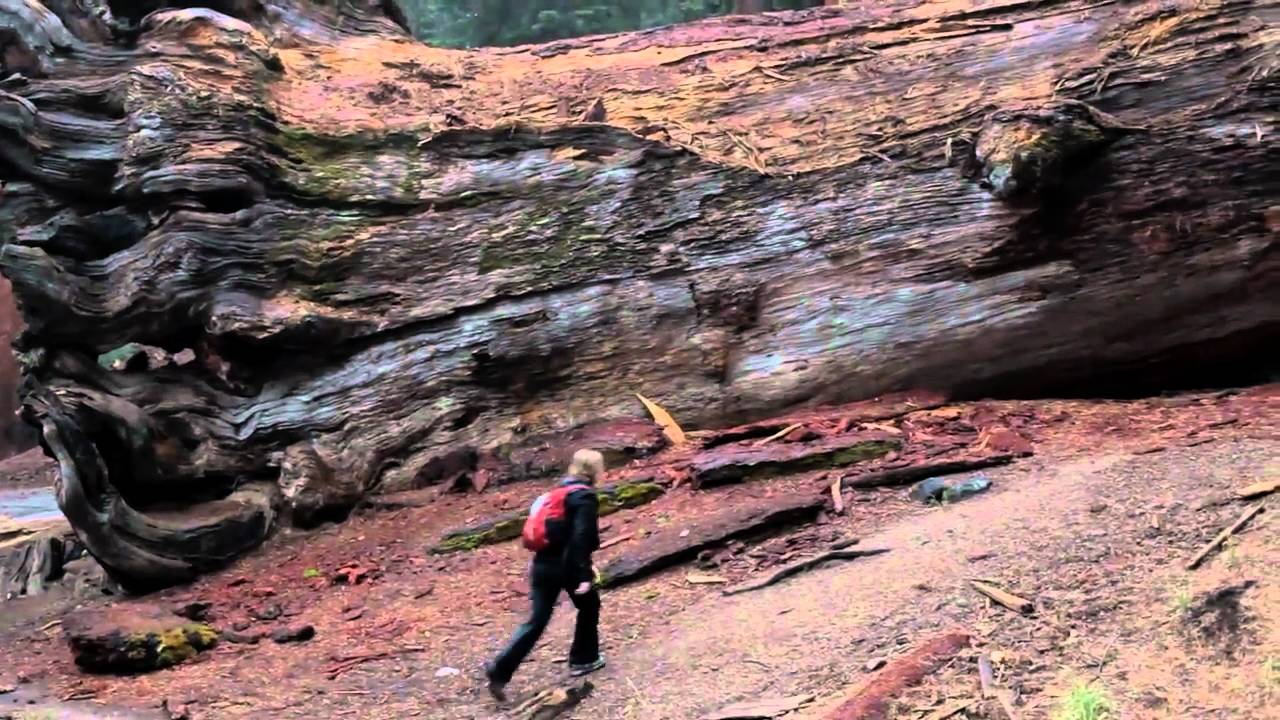 Fallen Tunnel Sequoia Tree - Yosemite, Mariposa Grove - YouTube
