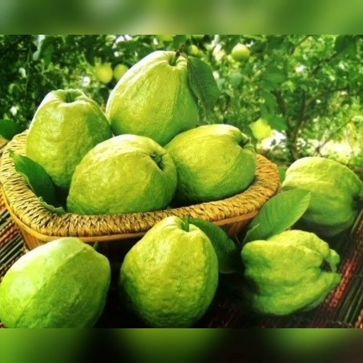 seeing Guava In Dream dream Prediction YouTube seeing-guava-in-dream-dream-prediction-youtube