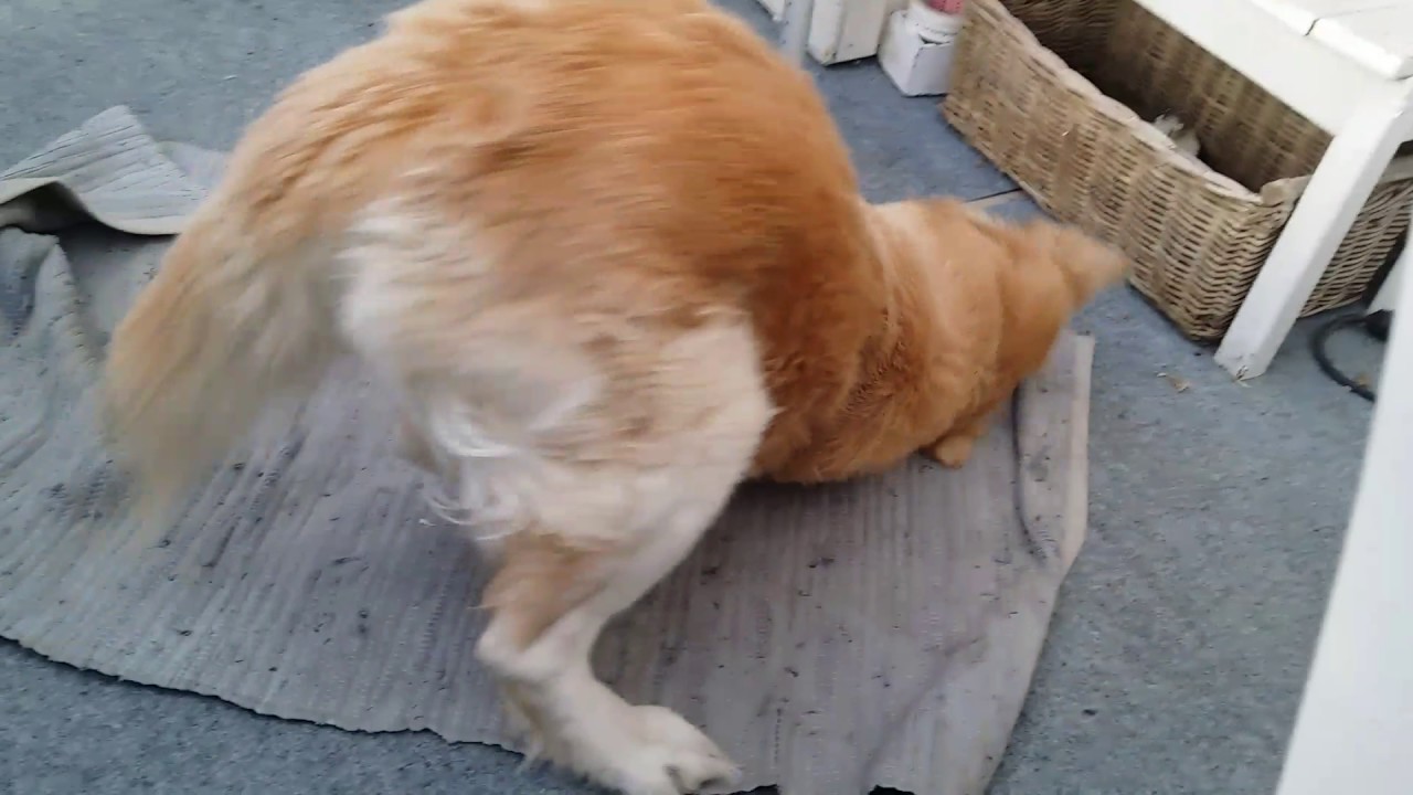 Retarded dogs (part 6 finally) - YouTube