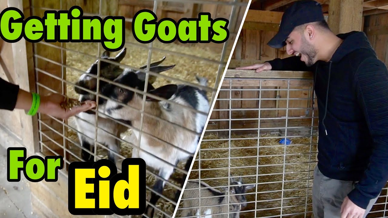 I GOT A GOAT FOR EID... - YouTube